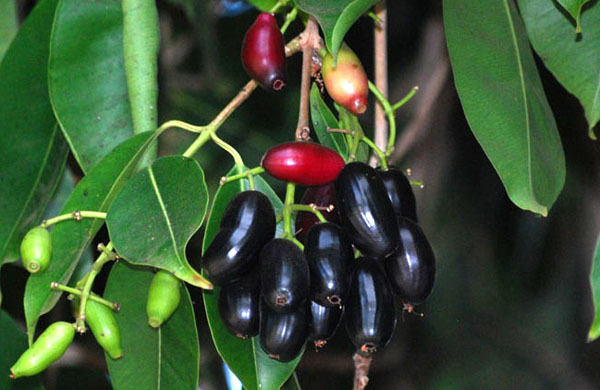 CAN SYZYGIUM JAMBOLANUM BEAT DIABETES A SECTOR APPROACH IN CAN SYZYGIUM JAMBOLANUM BEAT DIABETES A SECTOR APPROACH IN