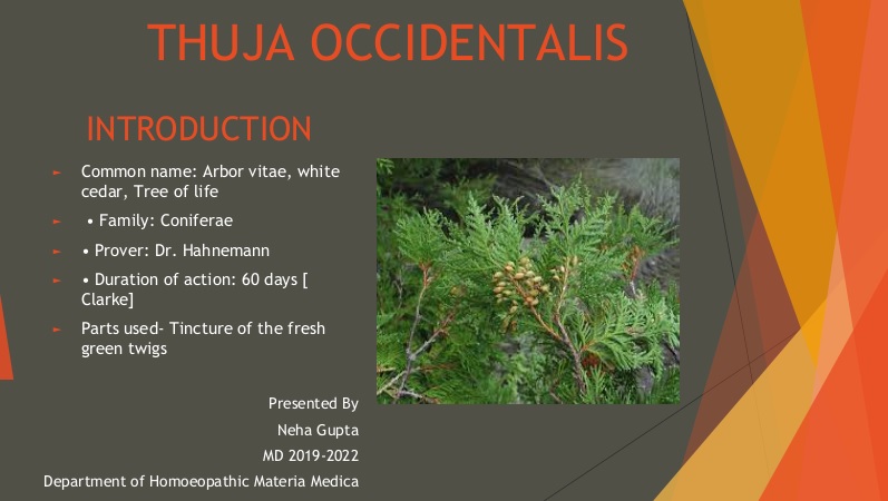 Thuja Occidentalis Presented by Neha Gupta (Department Of Homoeopathic ...