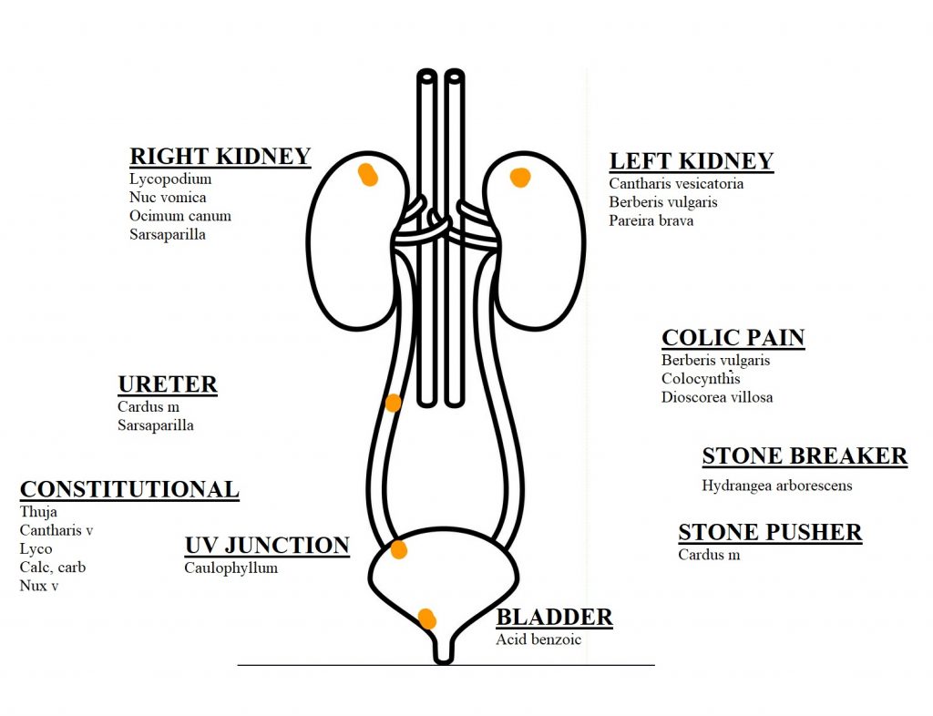 A Nutshell Review On The Therapeutics Of Renal Calculi